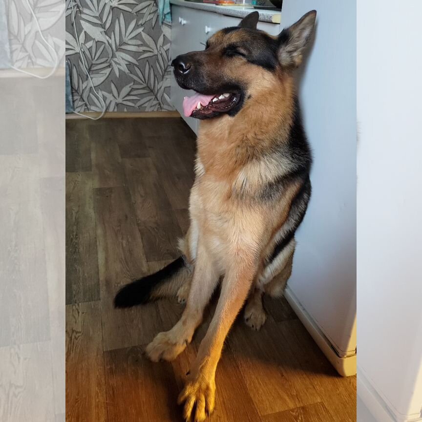 Ищем невесту