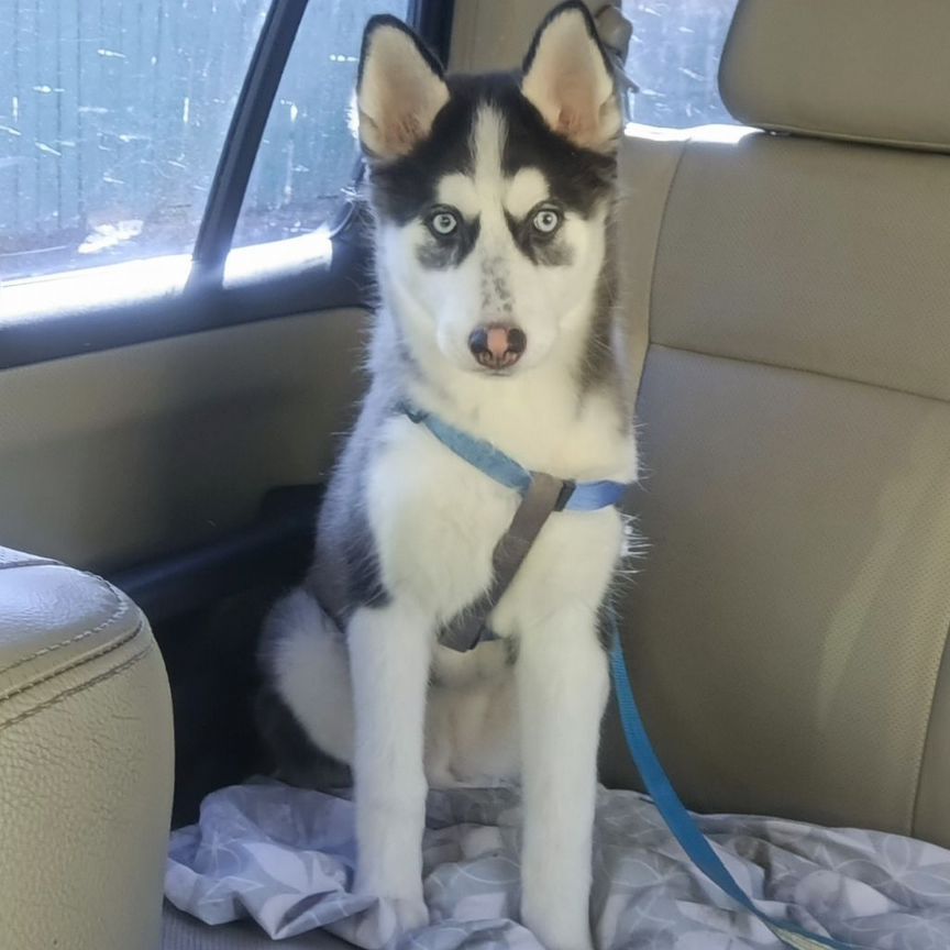 Сибирский хаски, щенок