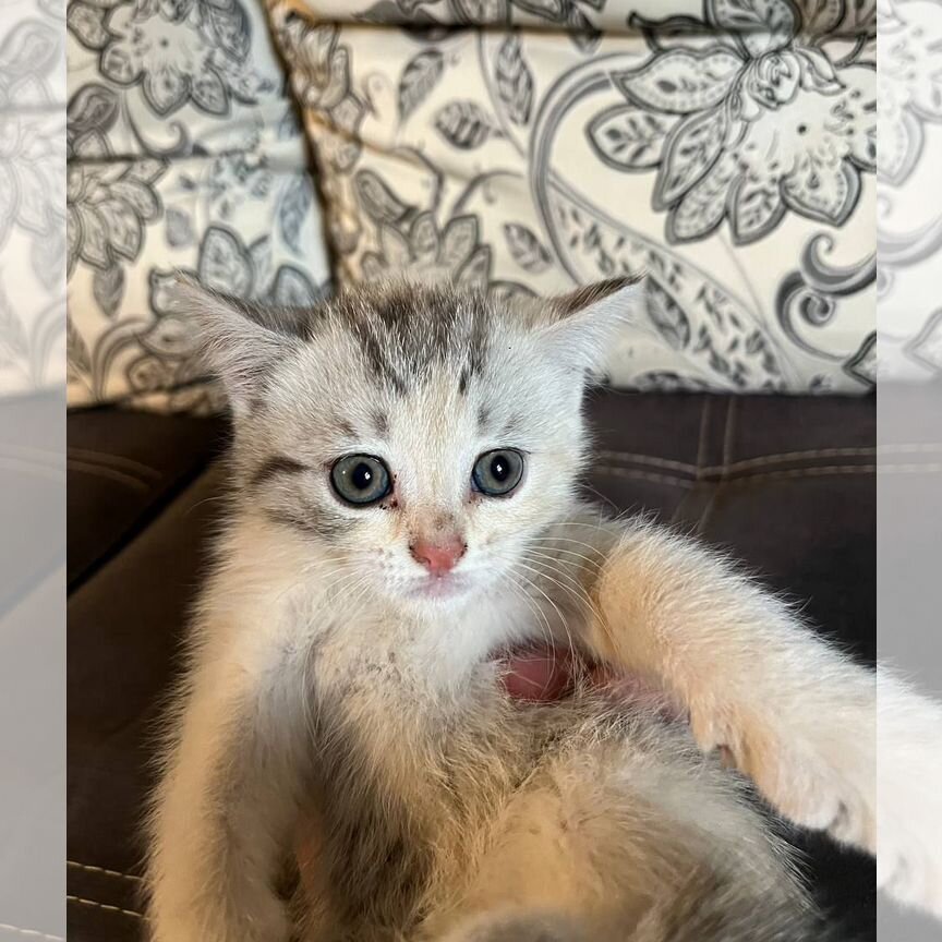 Котята отдам бесплатно