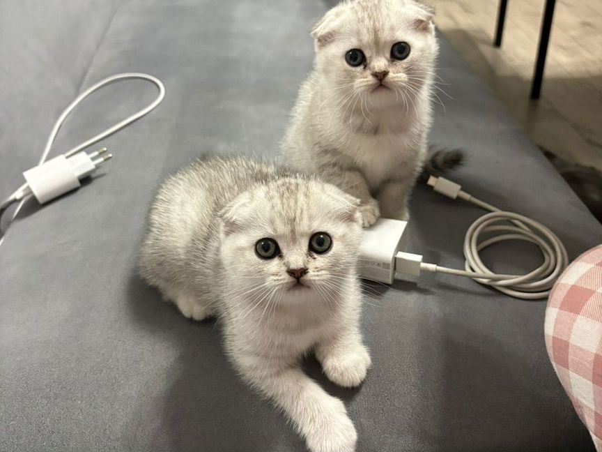 Шотландские вислоушки