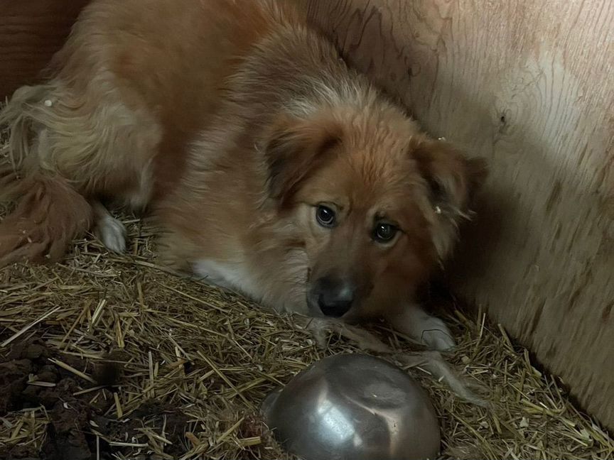 Собачке Персику нужны консервы