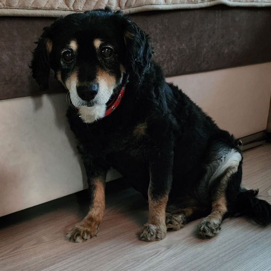 Собака в добрые руки