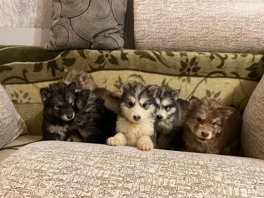 Щенки Алеского Маламута