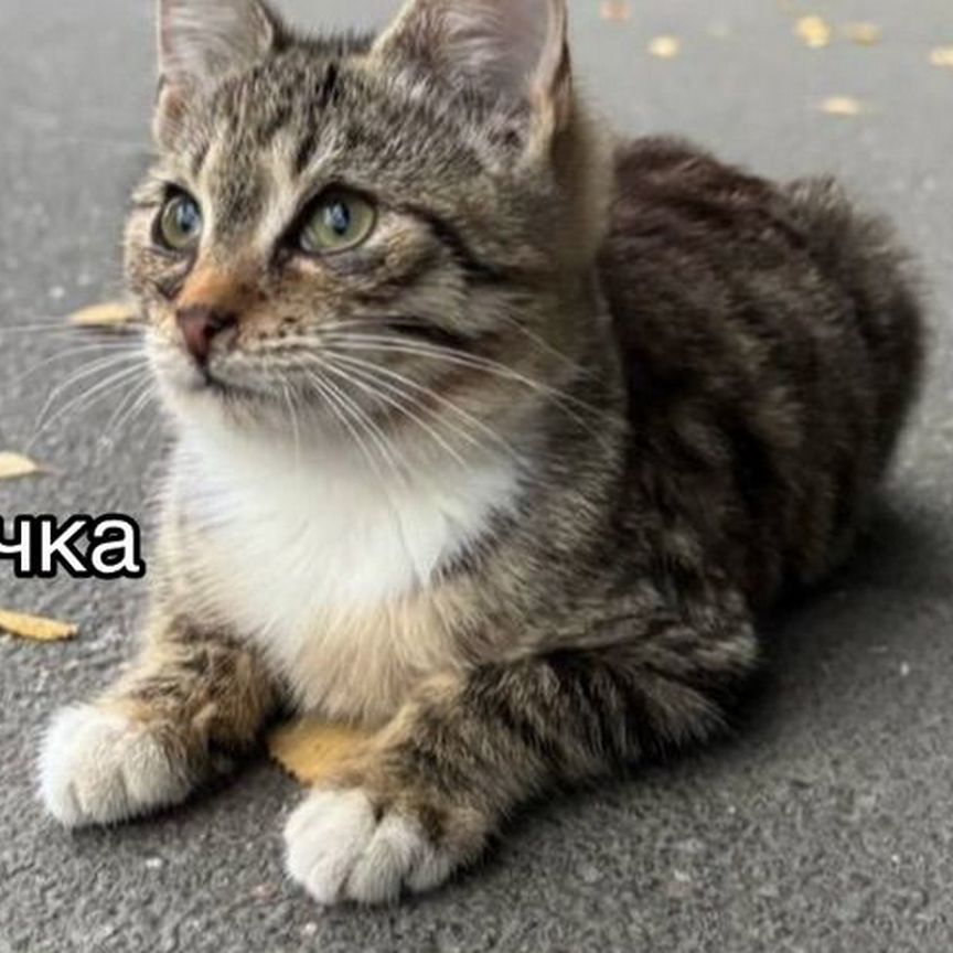 Котята в добрые руки бесплатно