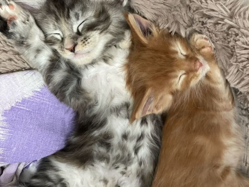 Котята мейн-кун