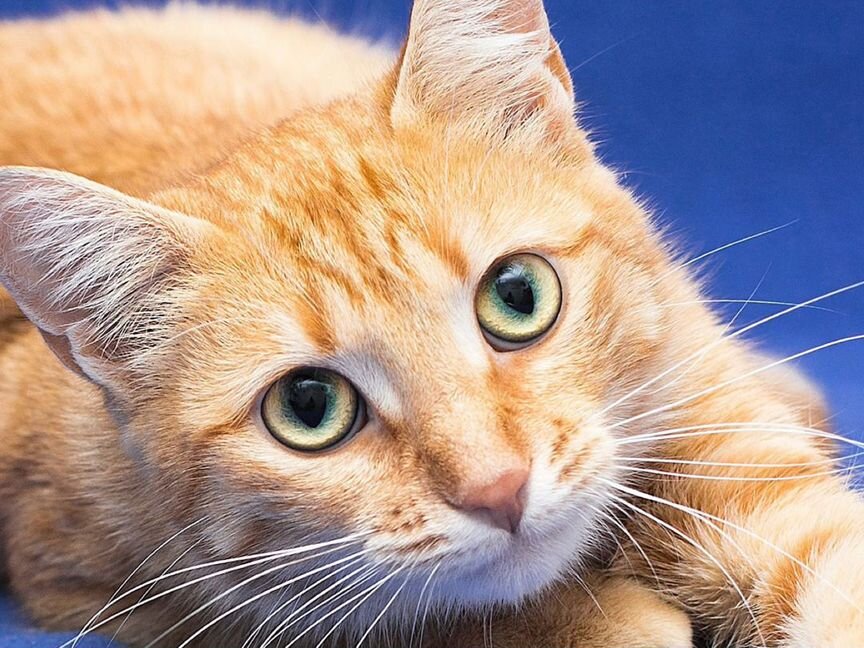 Рыжий одуванчик в поисках семьи