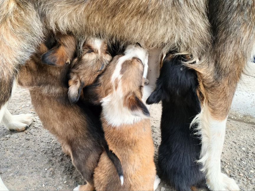 Щенки дворняжки бесплатно