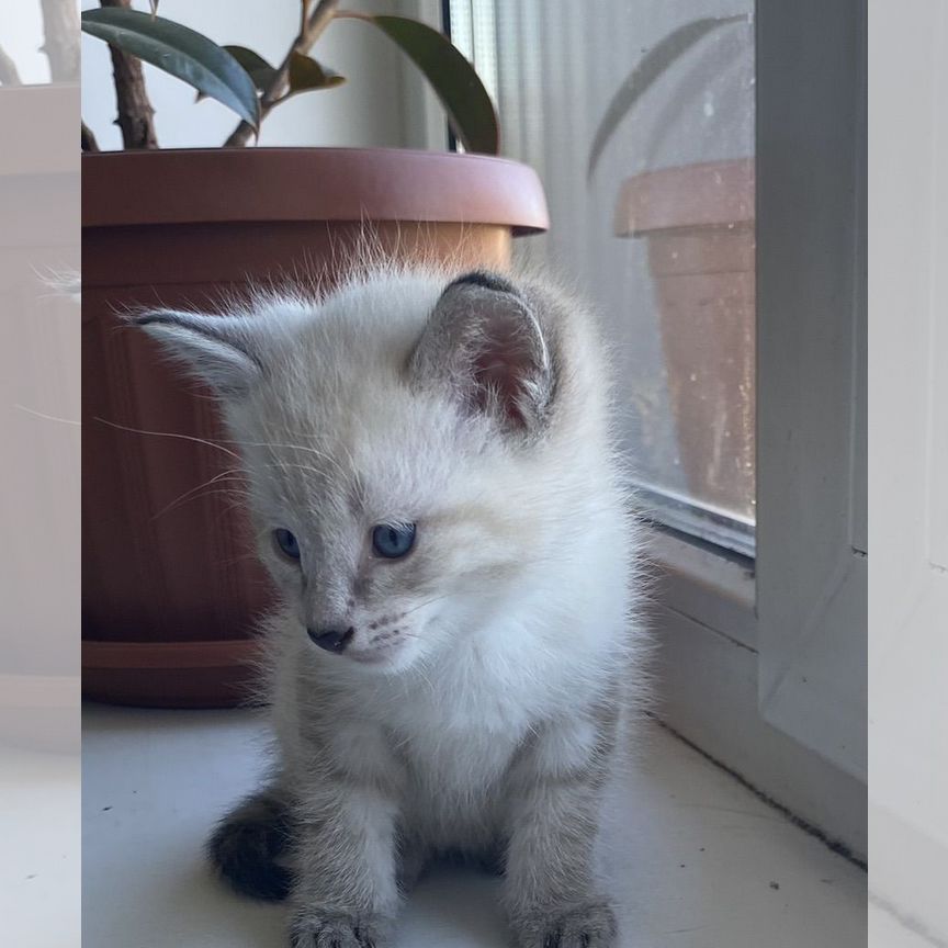 Сиамский котёнок