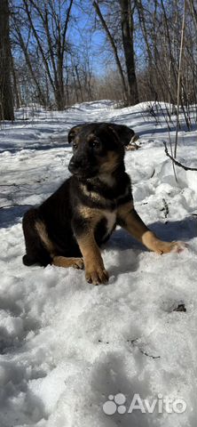 Ховаварт щенок метис