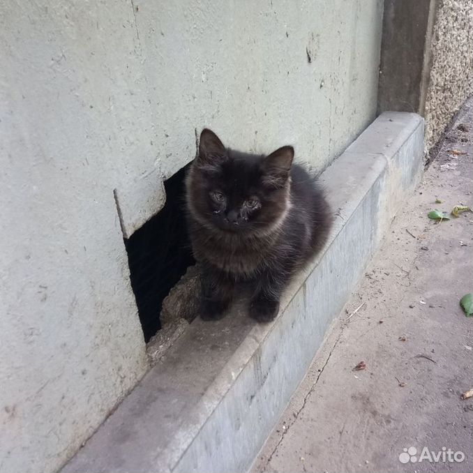 Очень красивый котеночек