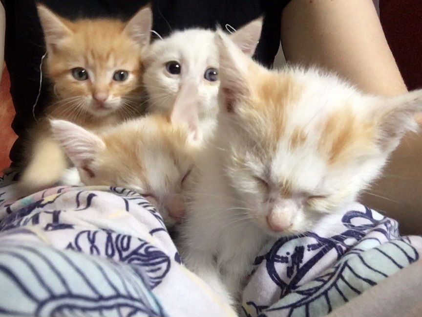 Отдам котят в ответственные руки