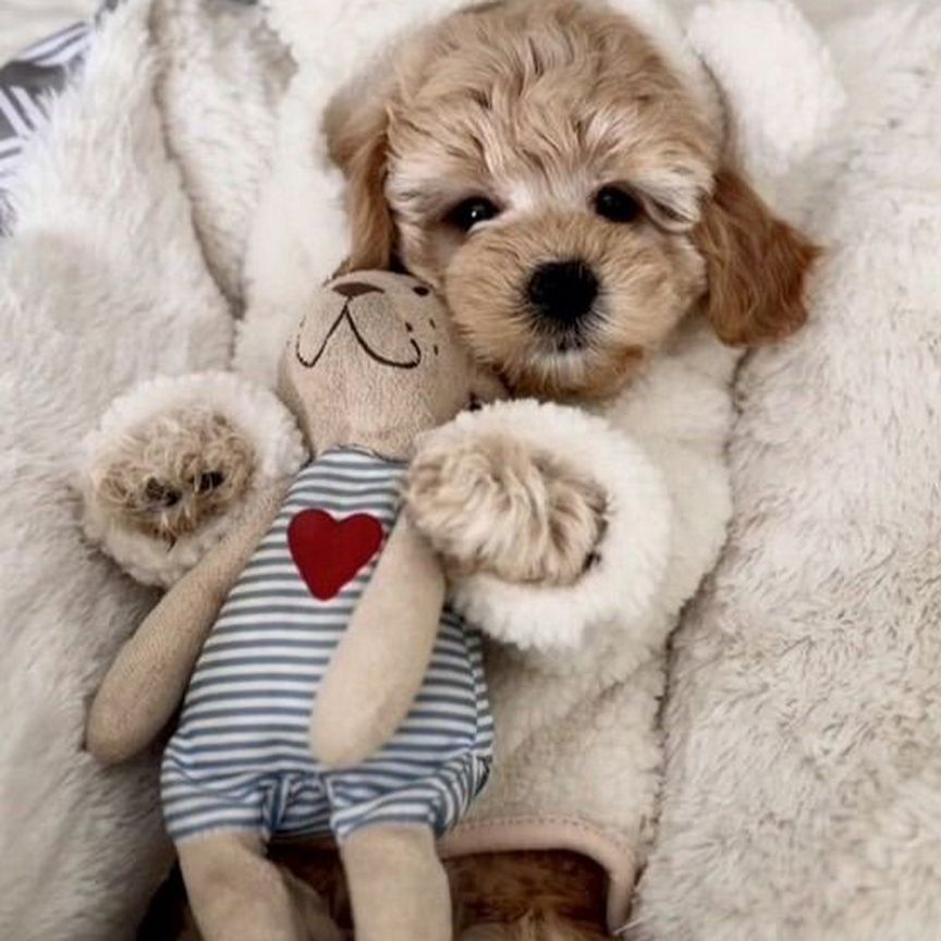 Девочка мальтипу стандарт F1 2 мес