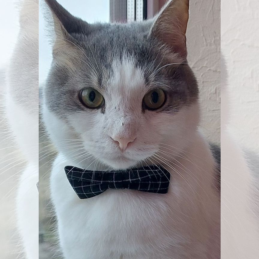 Взрослый кот в добрые руки