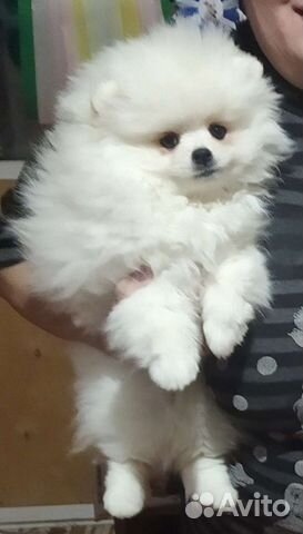 Померанский шпиц тип мишка mini