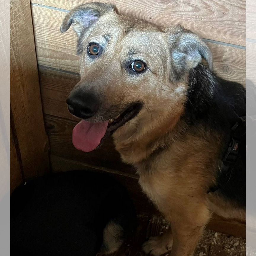 Взрослая собака в добрые руки