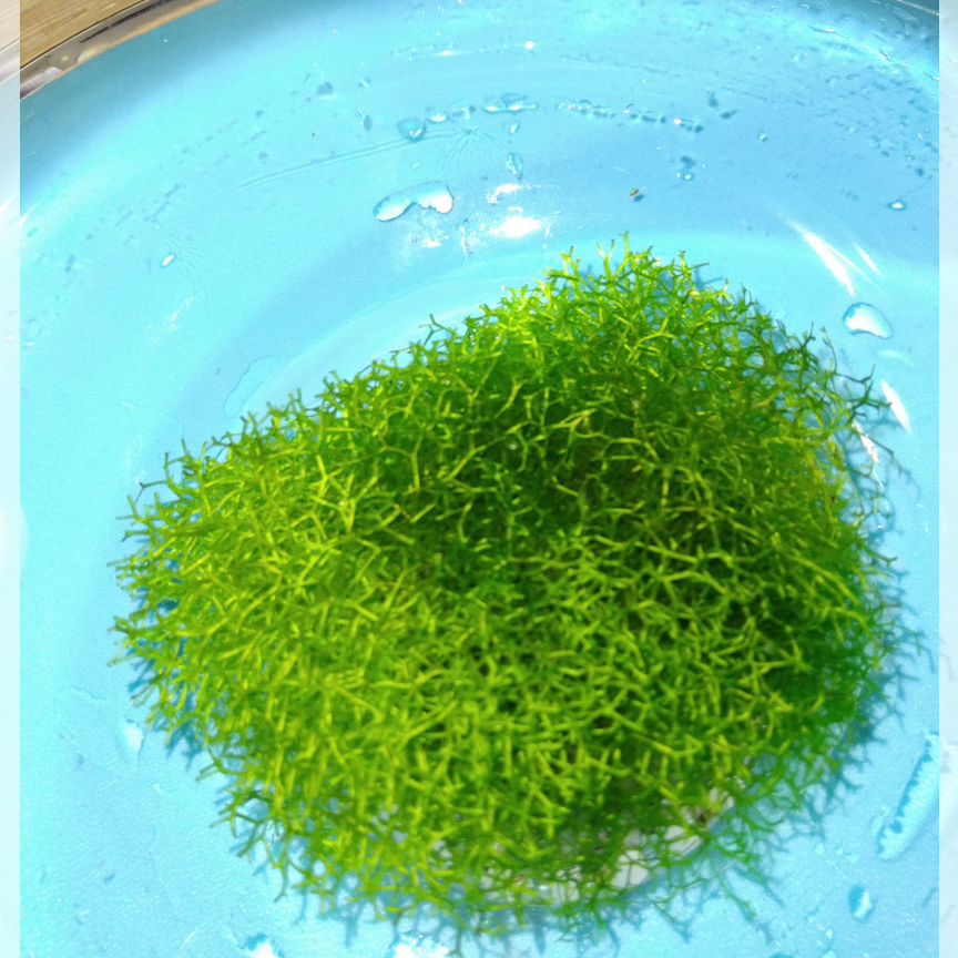 Кочка с мхом риччия в аквариум 6х7 см