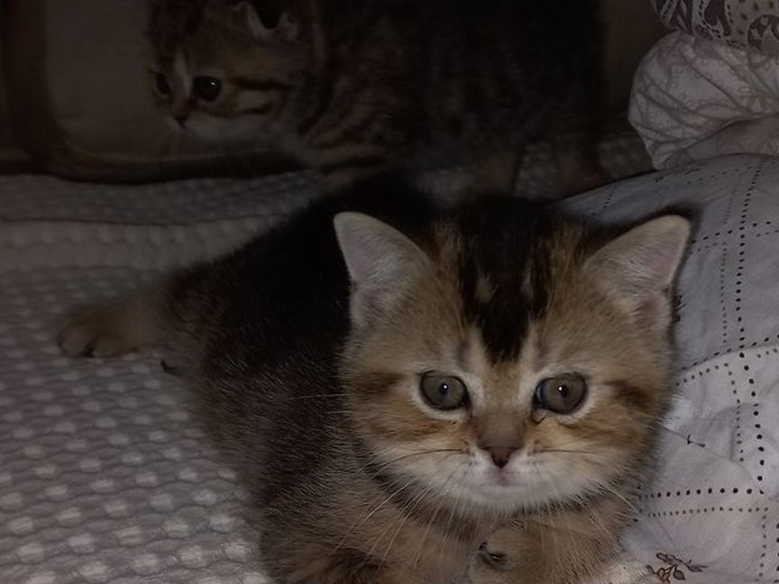 Шотландские котята редких окрасов