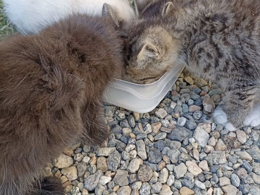 Котята в добрые руки бесплатно