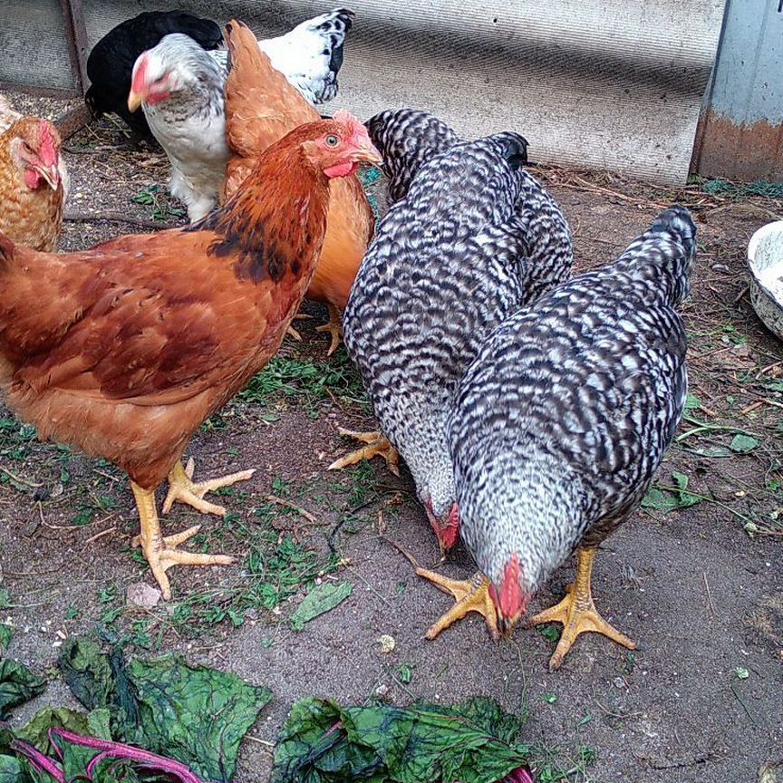 Куры бройлеры