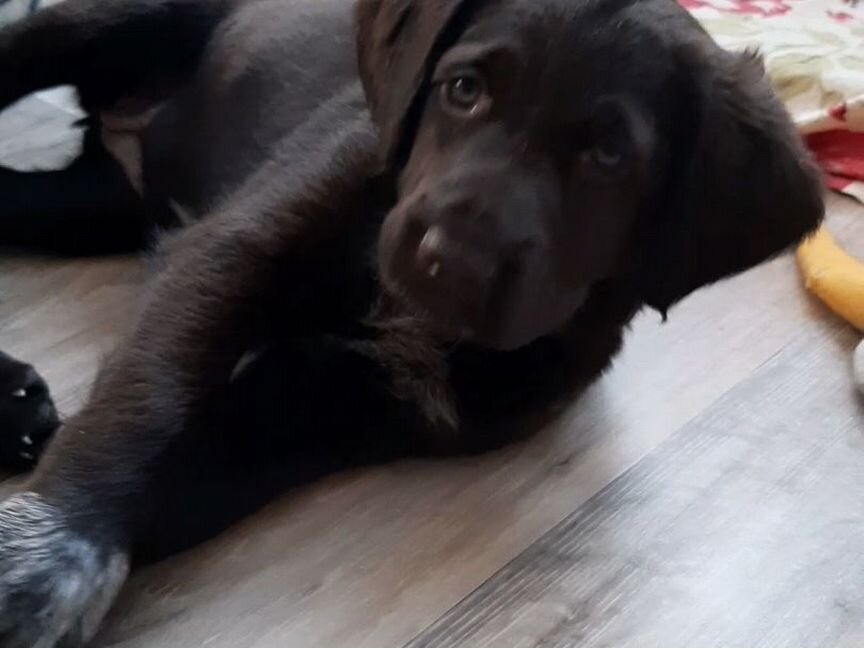 Щенок, девочка