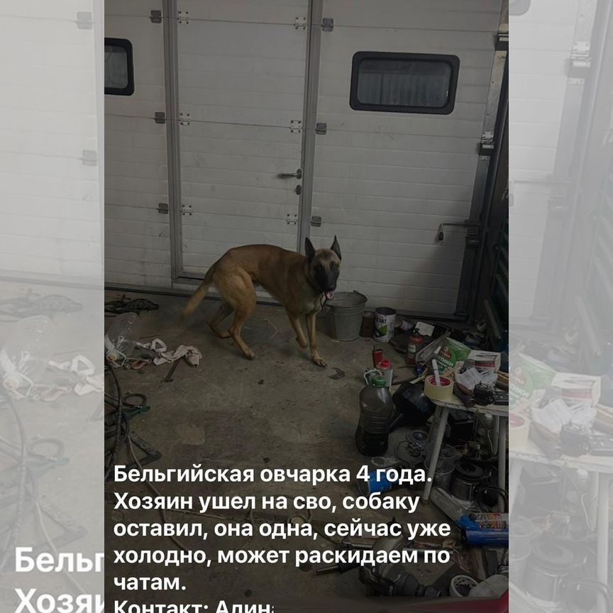 Бельгийская овчарка, взрослая собака