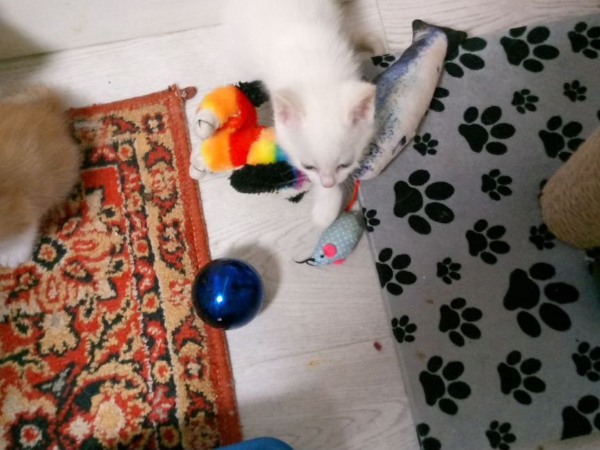 Котик 1.5 месяц