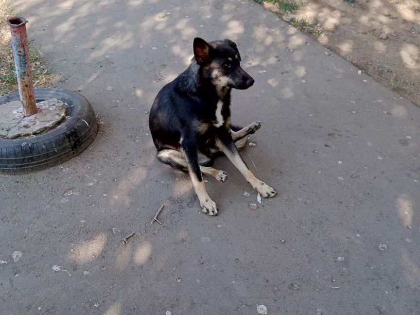 Собака дворняжка