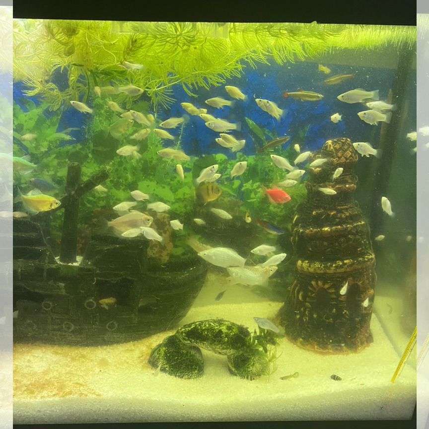 Молинезии снежинка