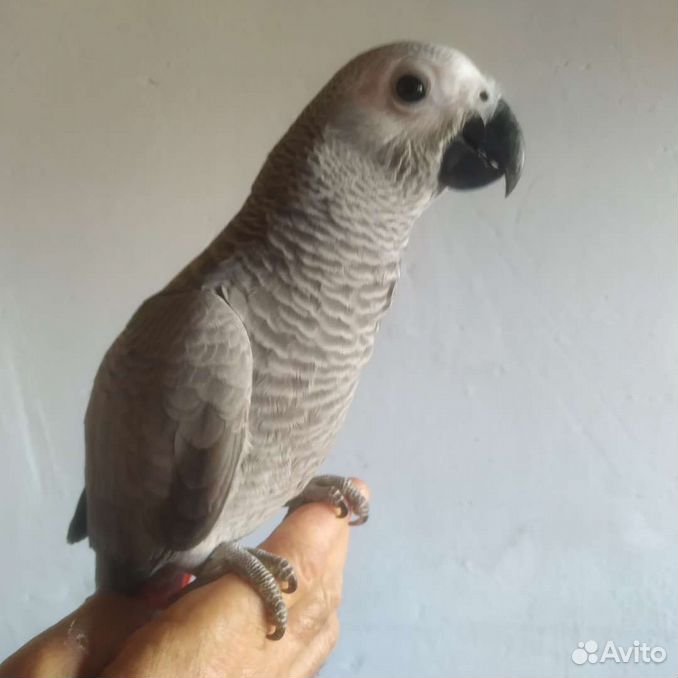 Попугайчик ручной