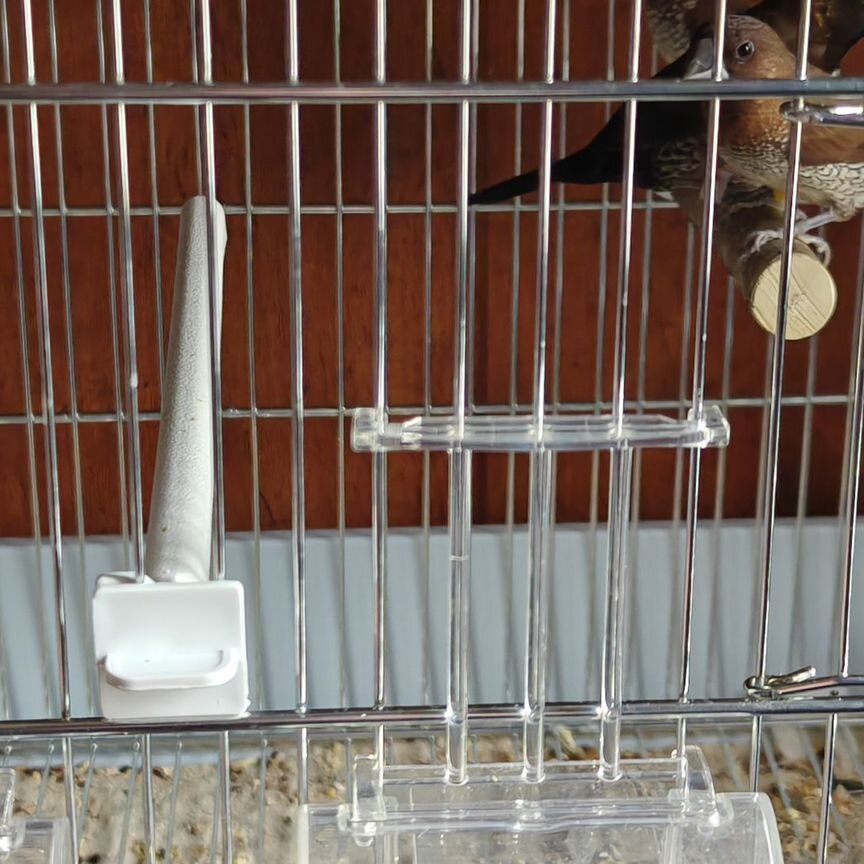 Японские амадины. Молодежь