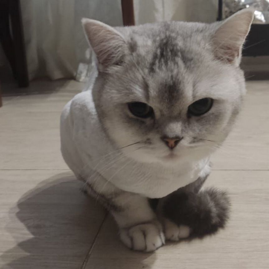 Британец