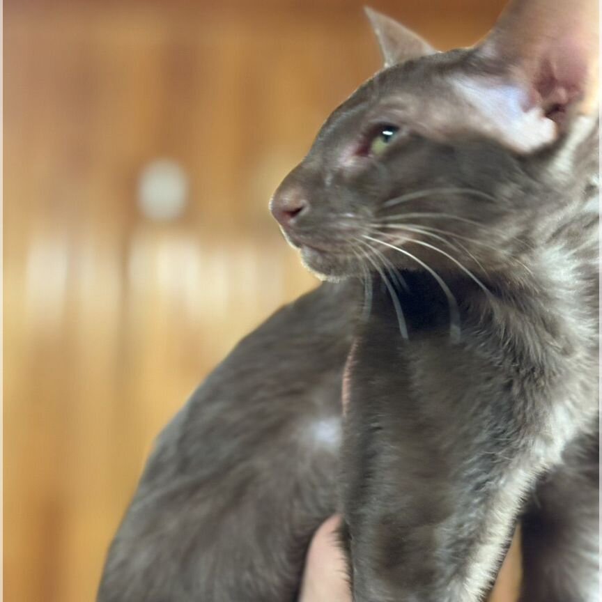Ориентальный котёнок