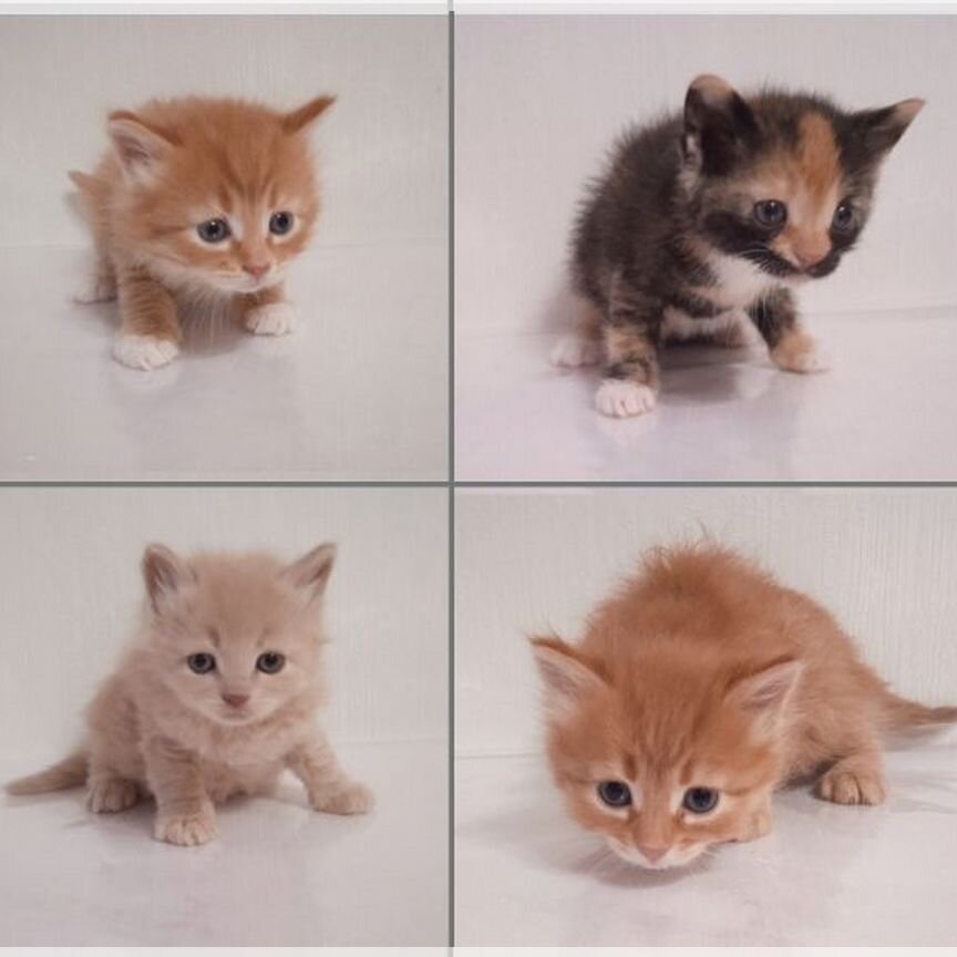 Сибирский котёнок