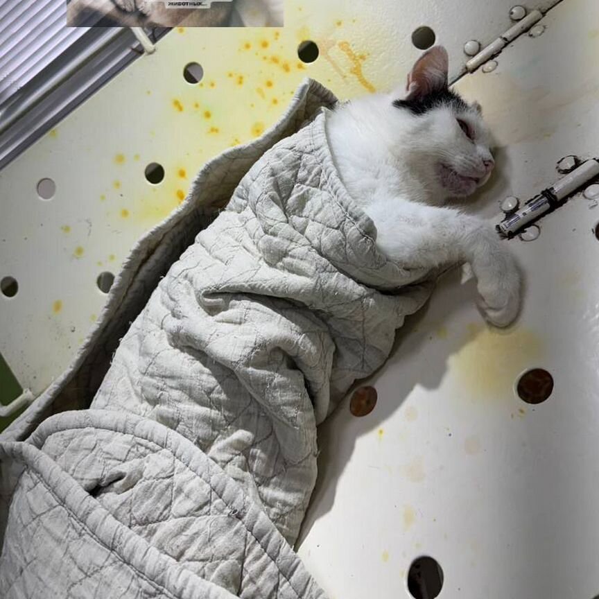 Кошечка Миланья стерилизована. Ищет дом
