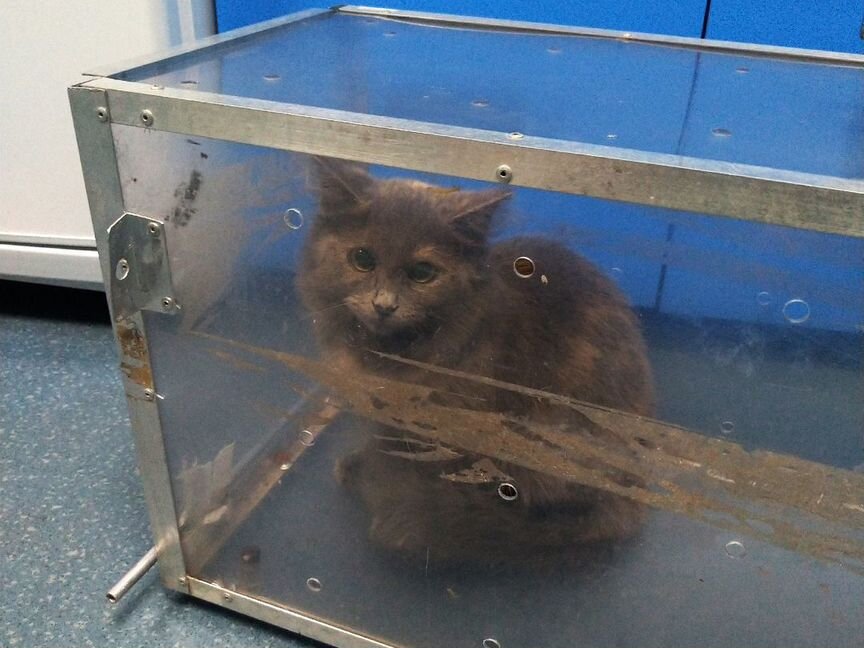 Страшно красивый котенок из отлова