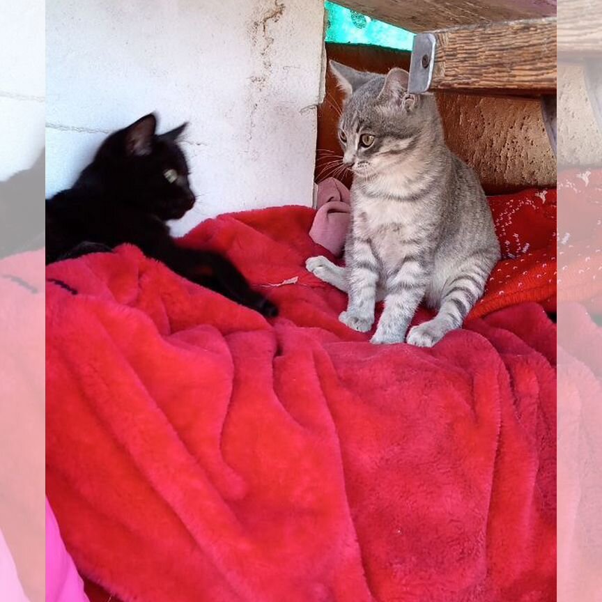 Котята в добрые руки