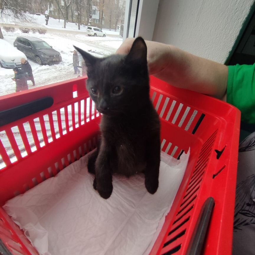 Пристраиваются котики