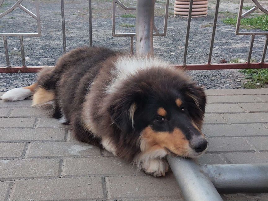 Щенки колли