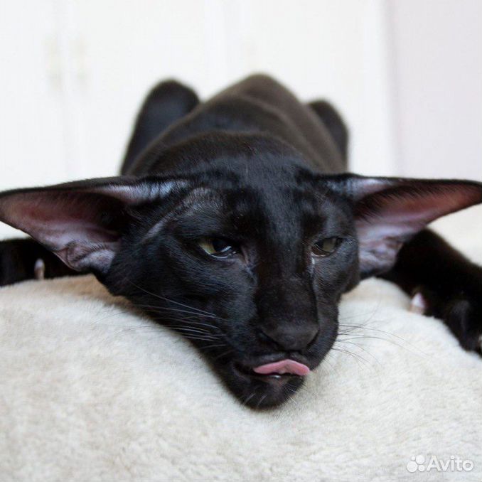 Ориентальные котята экстрим и современные