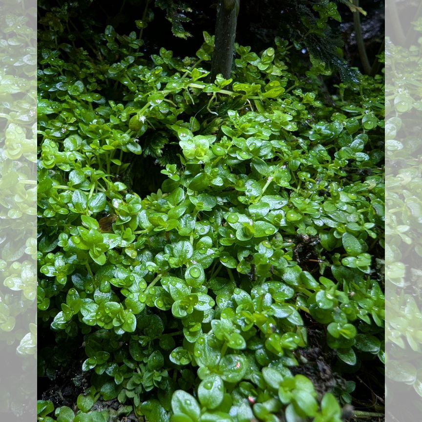 Микрантемум (хемиантус) микрантемоидес, порция