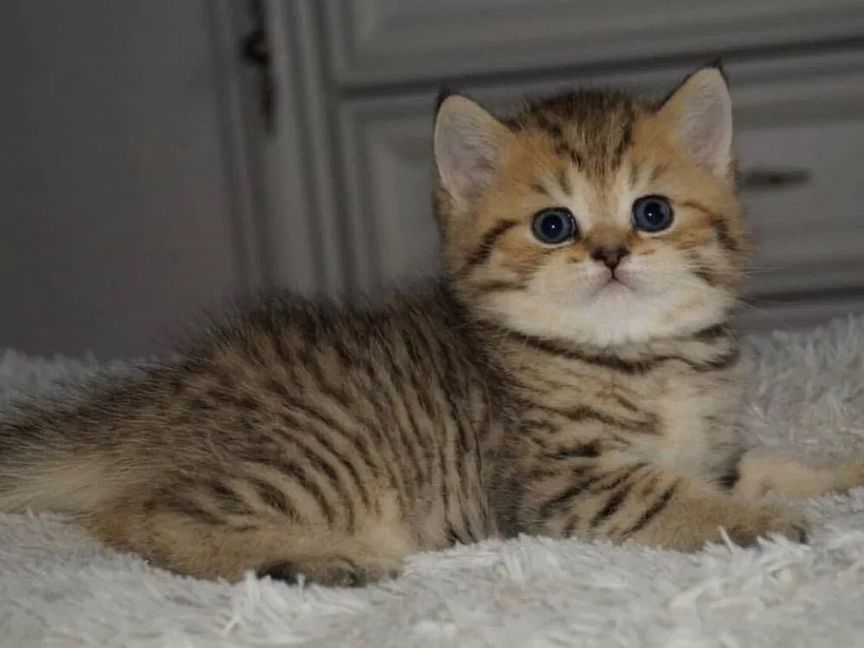 Шотландские котята страйт