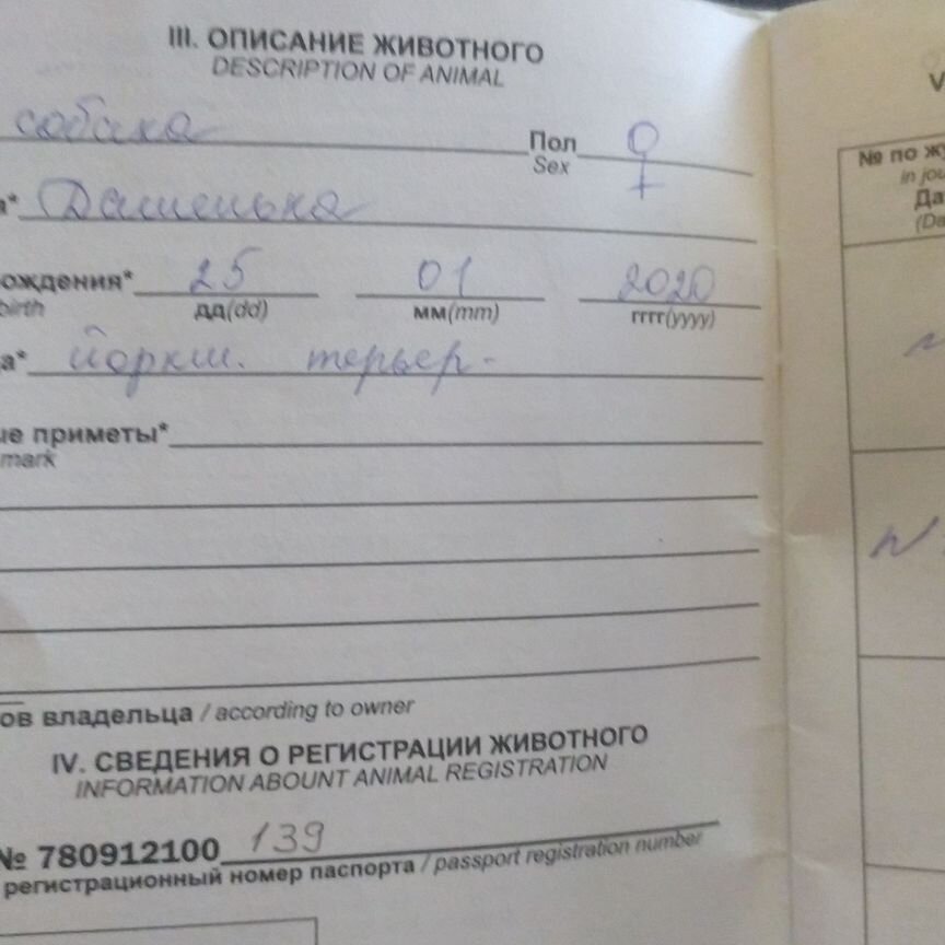 Отдаю Йорика (4 года), девочка, бесплатно