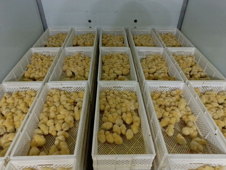 Цыплята бройлеры суточные