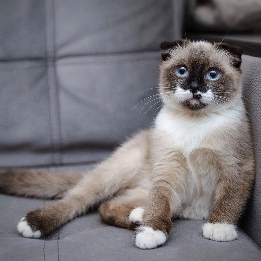 Котенок Пряник (3,5 мес.) в поисках семьи)