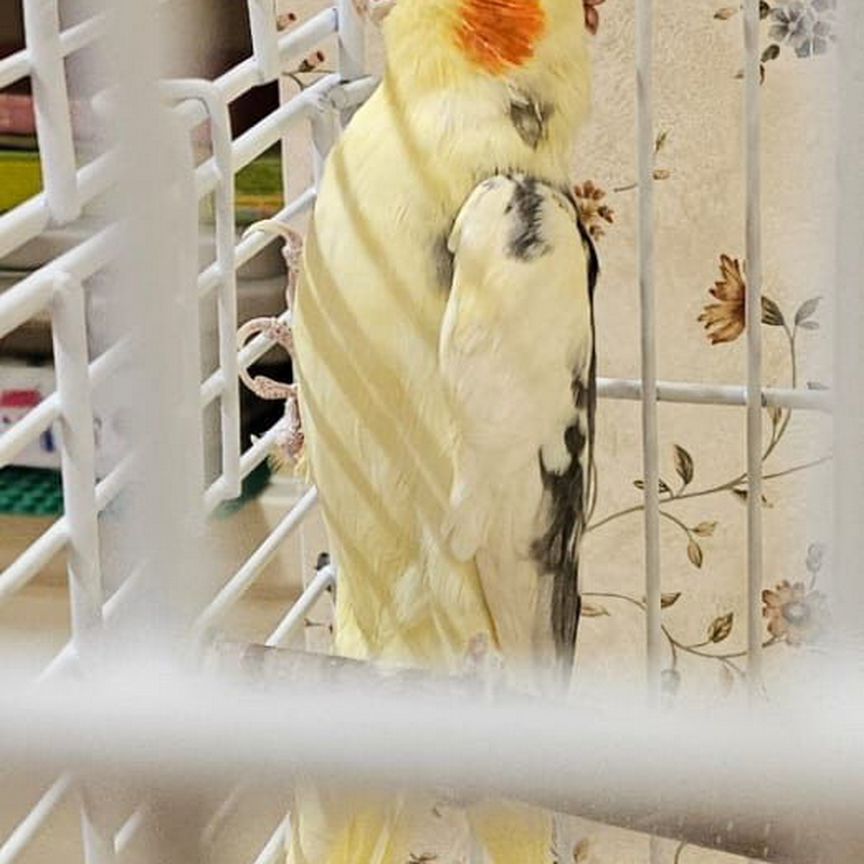 Попугай корелла в добрые руки