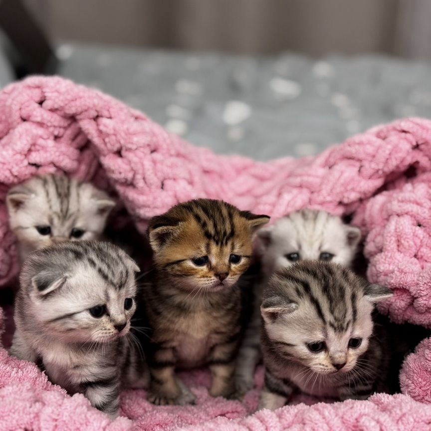 Шотландские котята