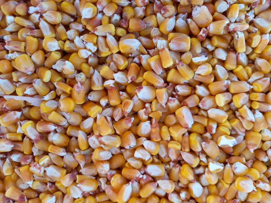 Кукуруза зерно 2023 г