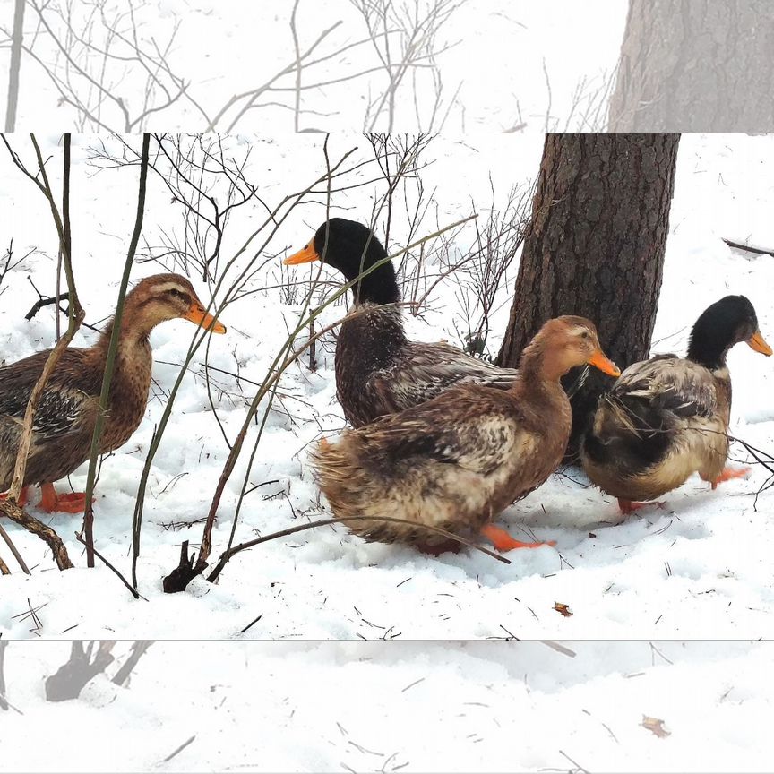 Утки Сильвер эпплиярд