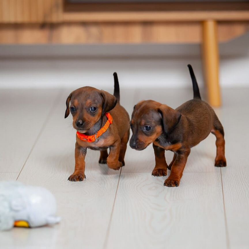 Такса стандарт с документами