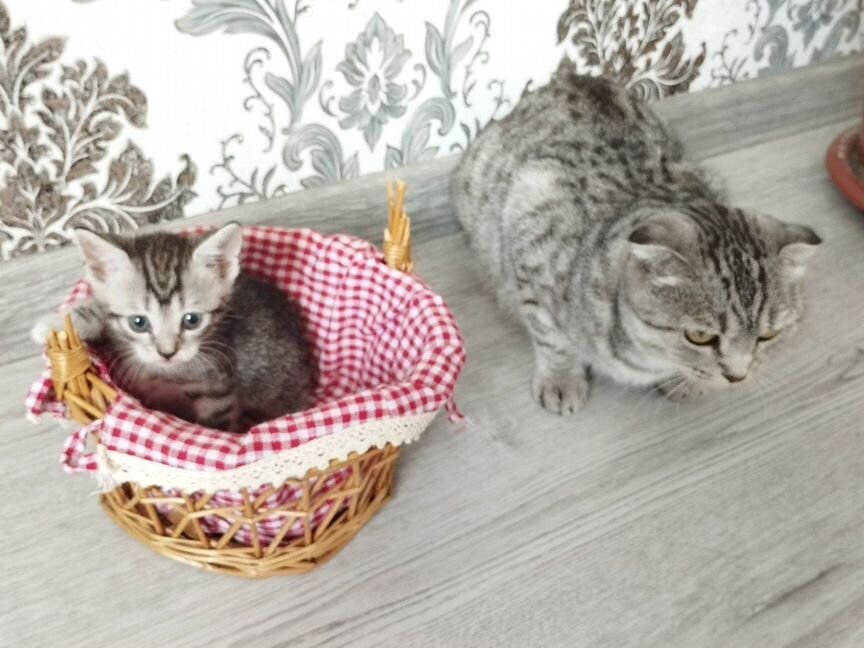 Шотландские вислоухие котята